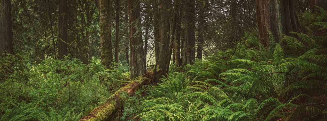 Why Rainforests Matter to the UAE more than You Might Think - Olive Gaea